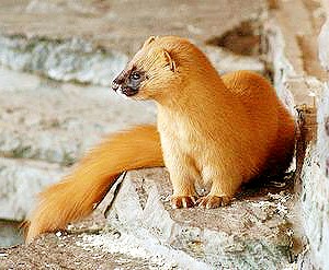 The weasel – Endangered Languages and Cultures of Siberia