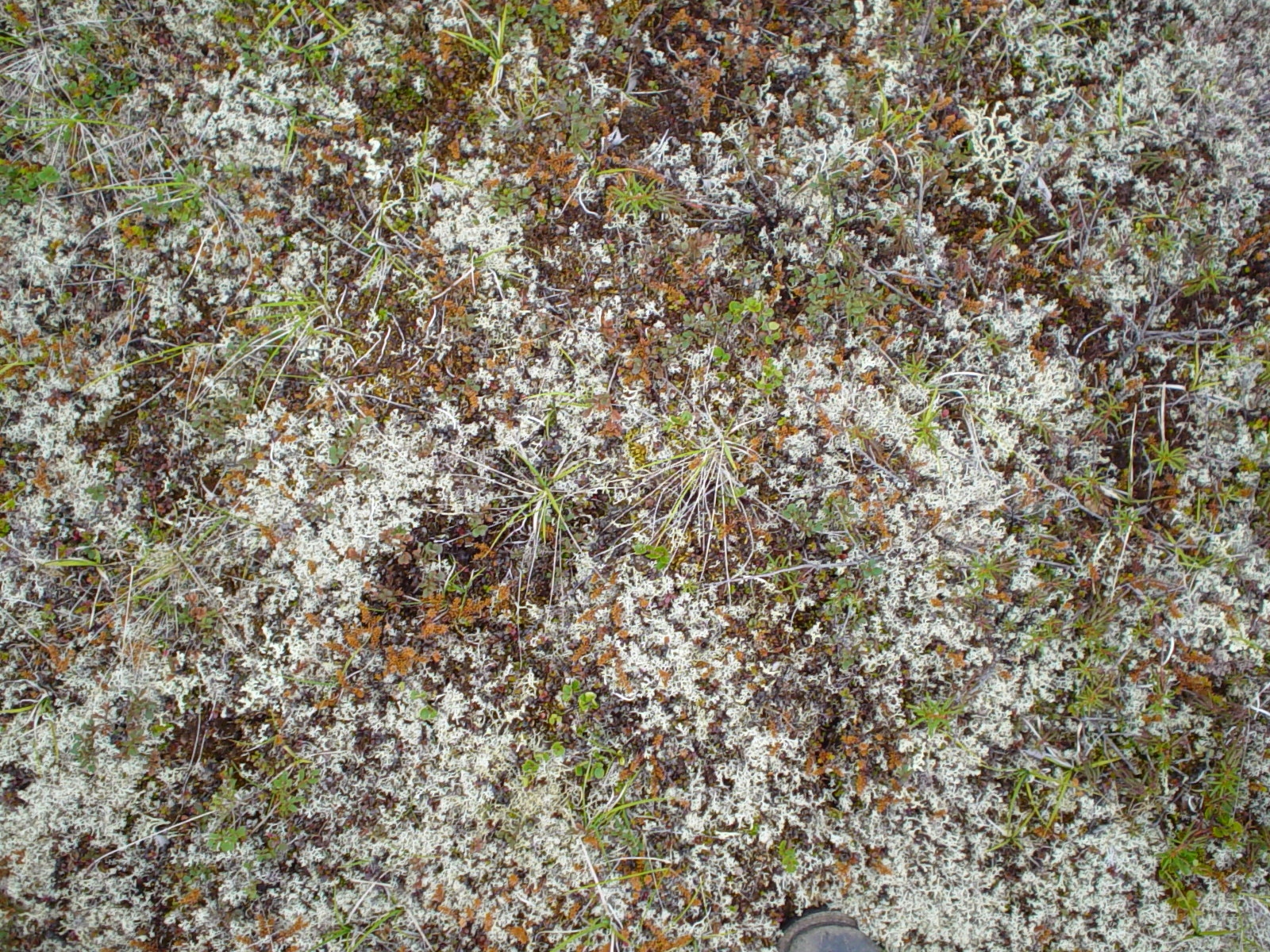 Northern Khanty – Endangered Languages and Cultures of Siberia