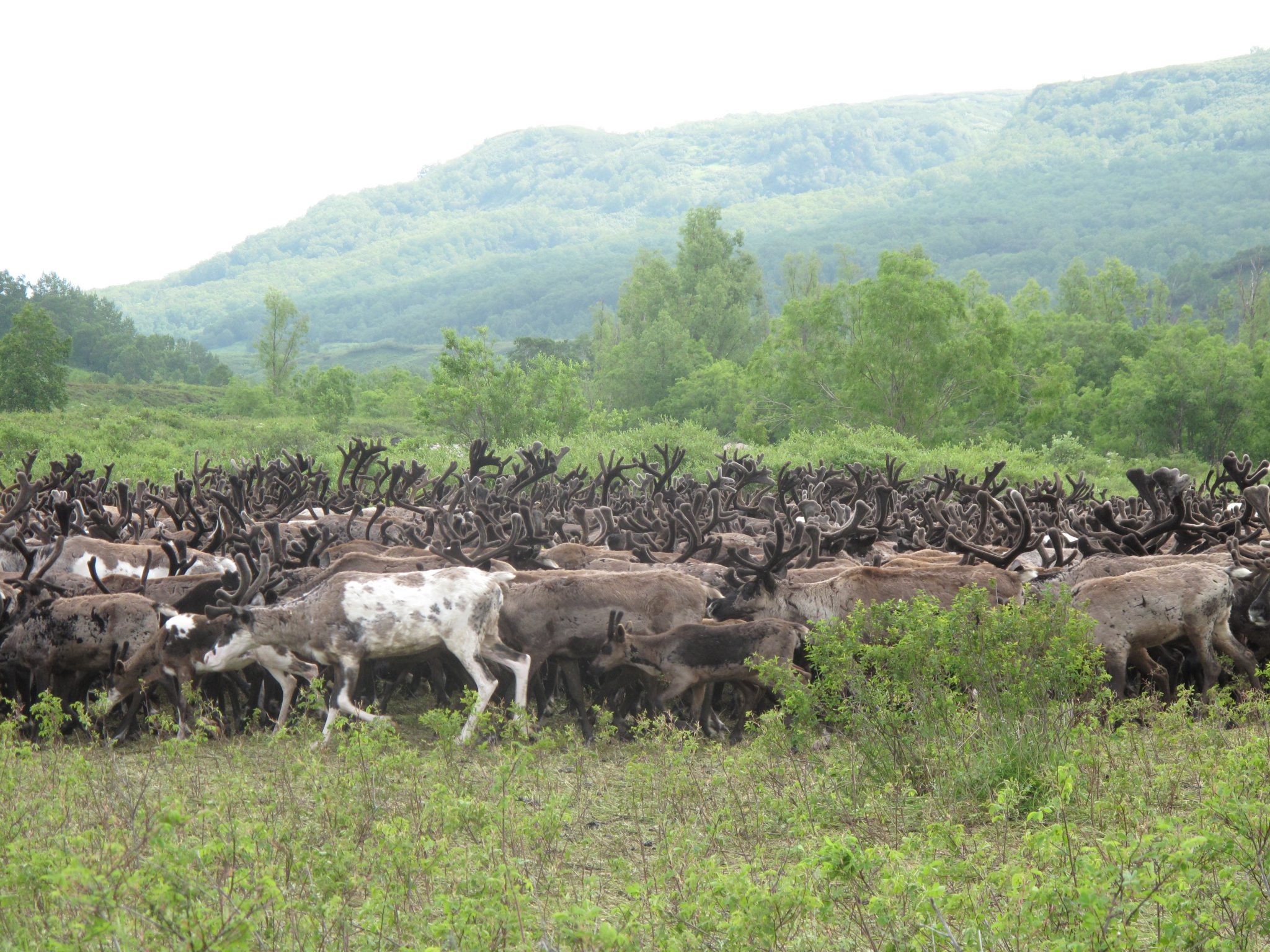 A reindeer herd in the mountains of Kamchatka – Endangered Languages ...