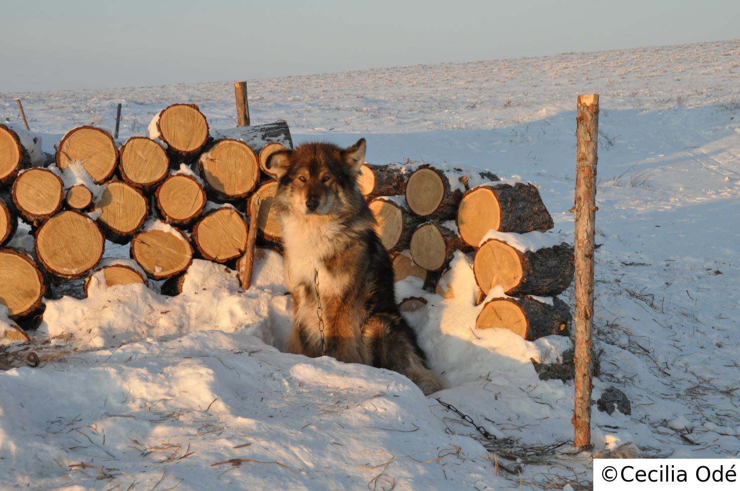Khristina Sadovnikova – Endangered Languages and Cultures of Siberia